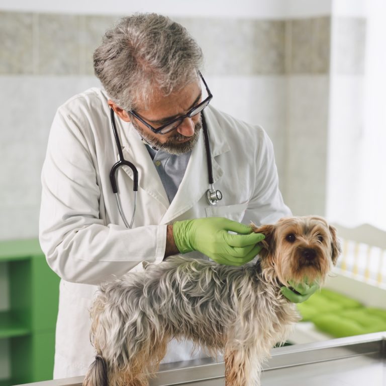 Our Process - 360 Vet Sales